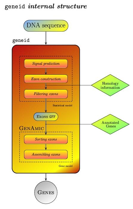 Gene annotation of the human UROD gene